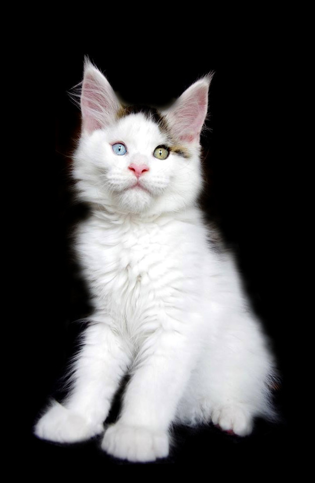 Obsidian – Maine Coon – Devil's Shadow – Arlequin yeux vairons