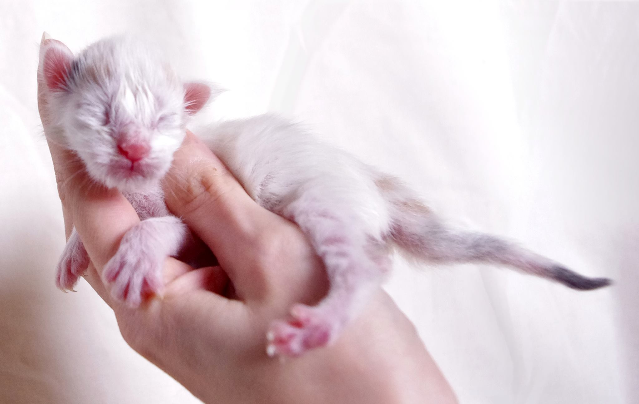 Les chatons de Poison & Final Lux - Maine Coon - Devil's Shadow ...