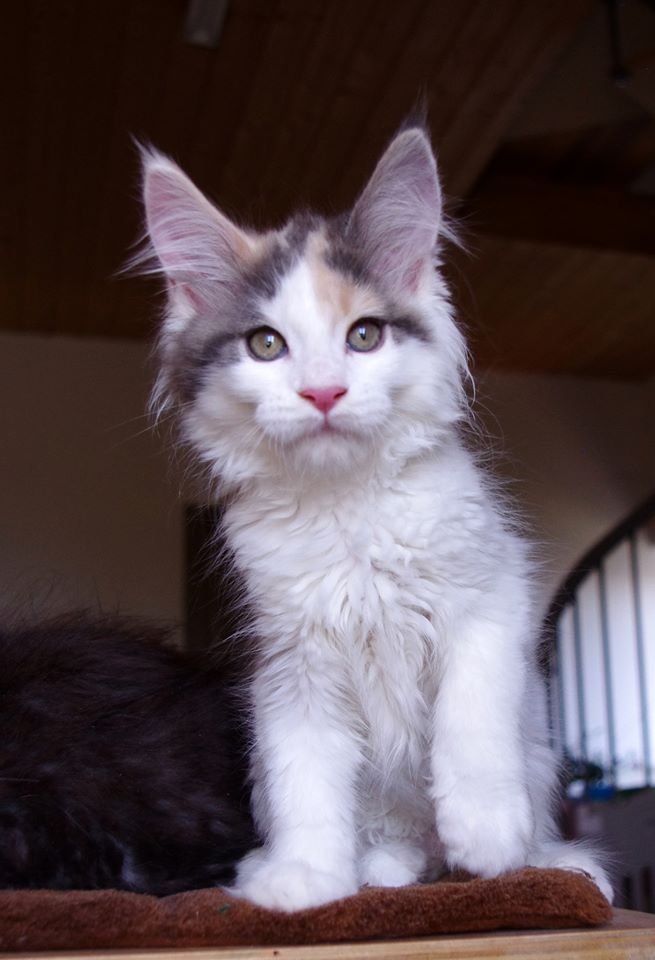 Psychédélia – Maine Coon – Devil's Shadow – Arlequin yeux vairons